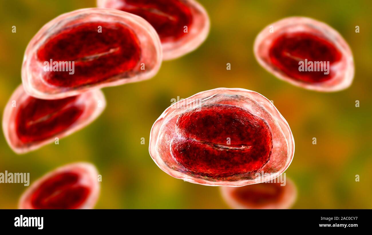 Enterobius vermicularis infektion -Fotos und -Bildmaterial in hoher ...