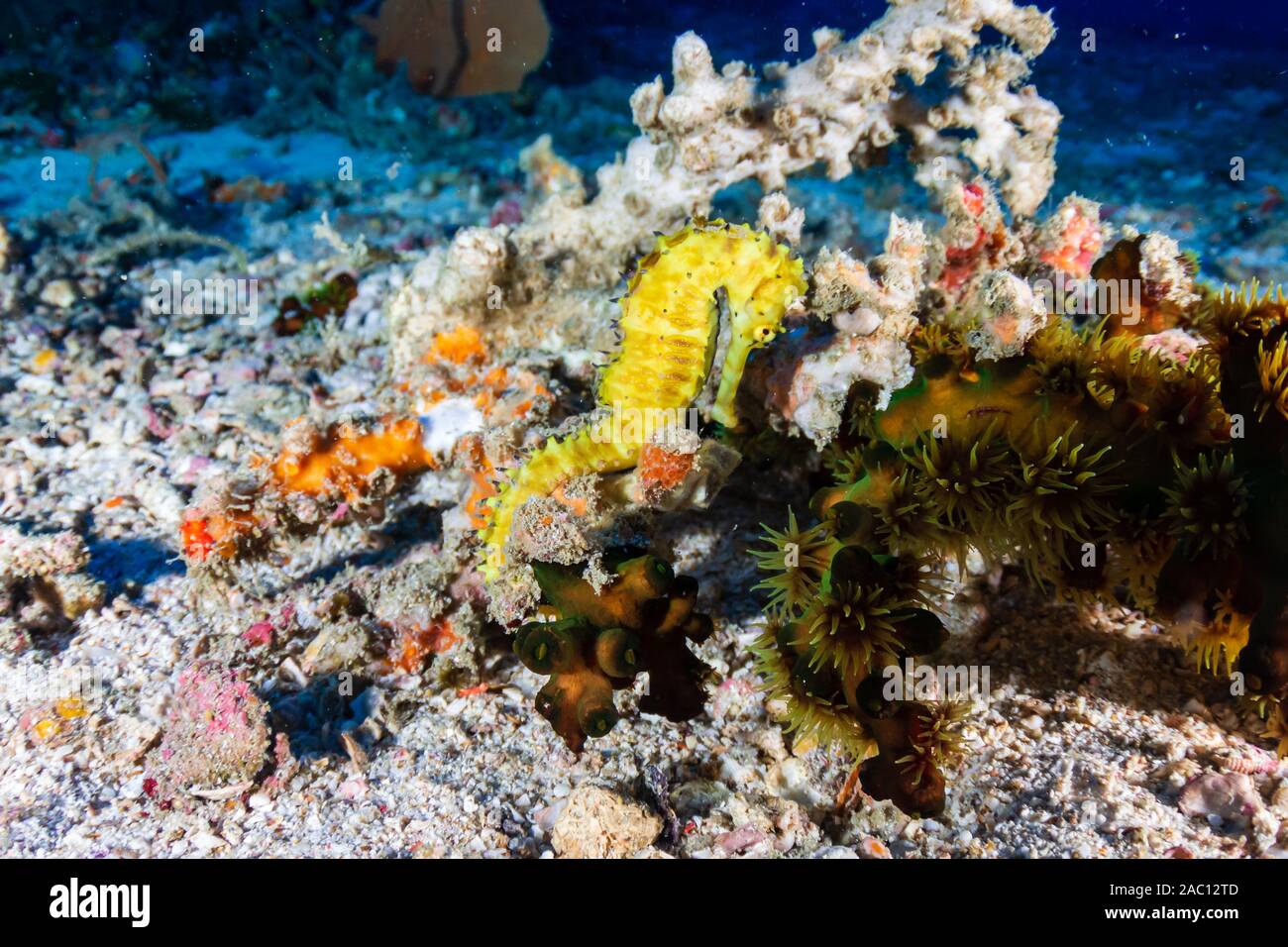 Tiefsee Fische Stockfotos und -bilder Kaufen - Alamy