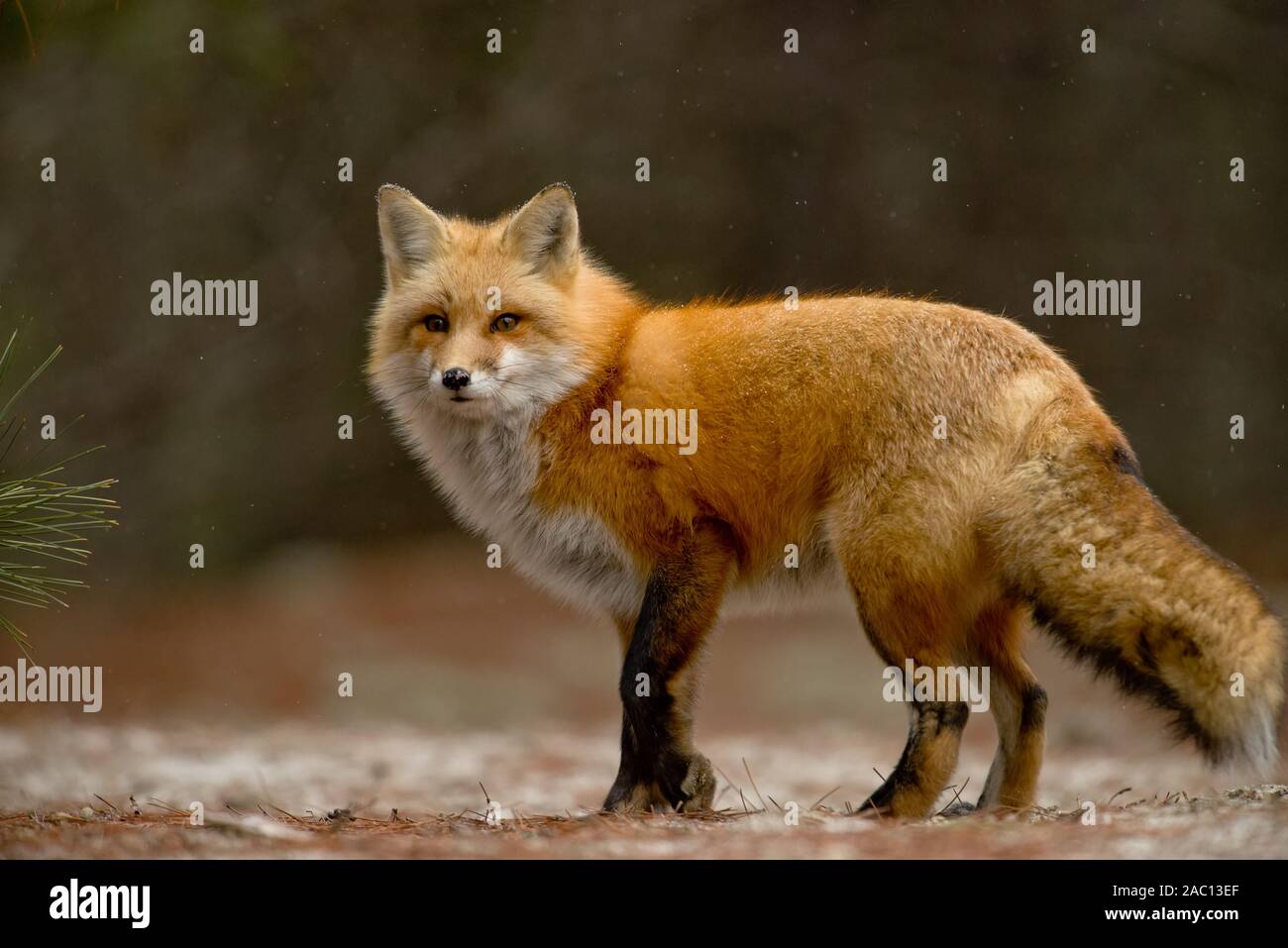 Rotfuchs Läuft Zeichnung