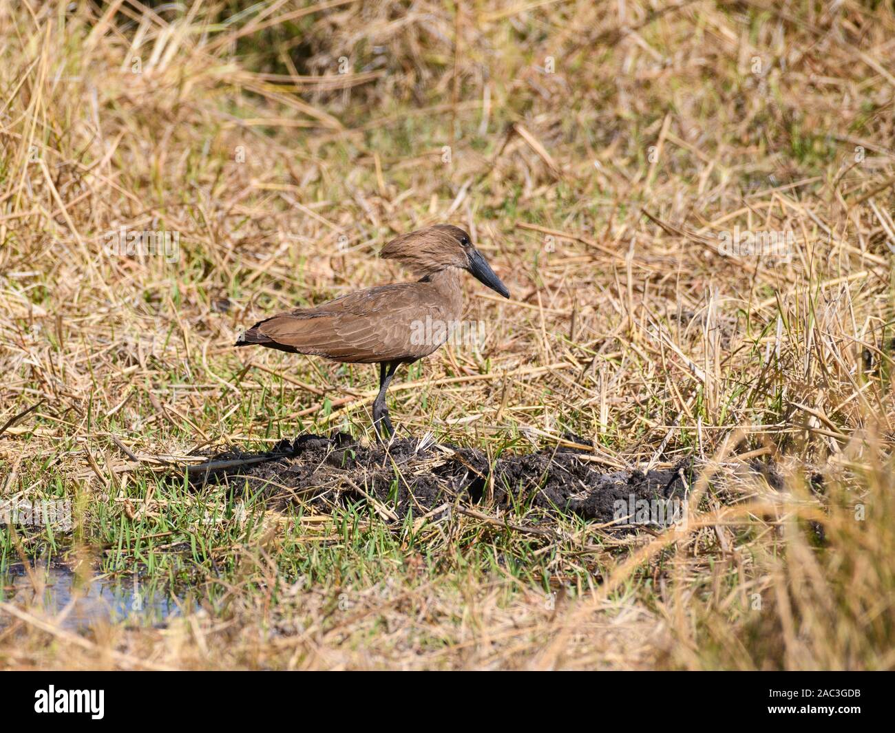 Hammerhead stork -Fotos und -Bildmaterial in hoher Auflösung – Alamy
