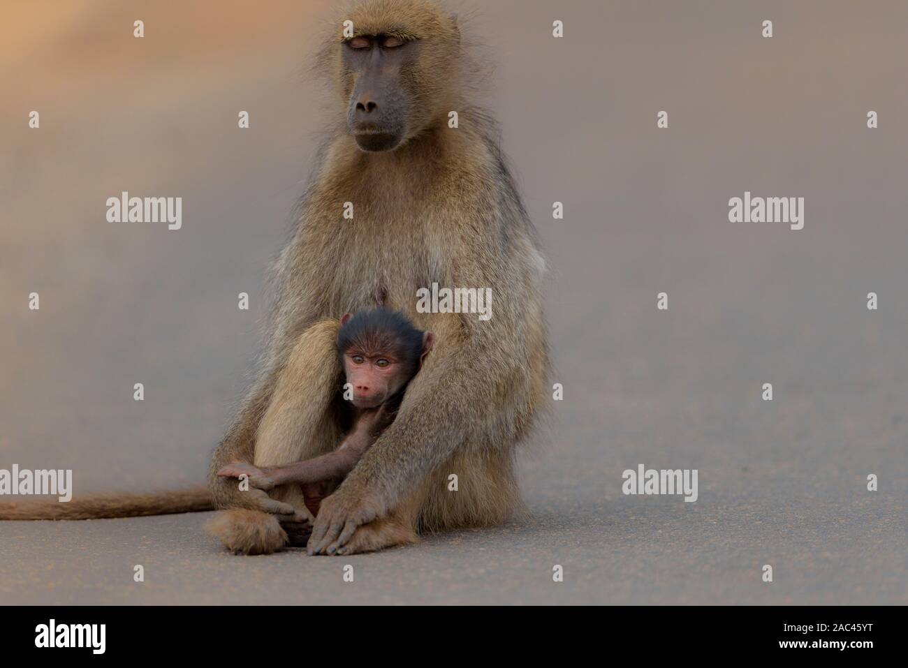 Pavian und mama -Fotos und -Bildmaterial in hoher Auflösung – Alamy