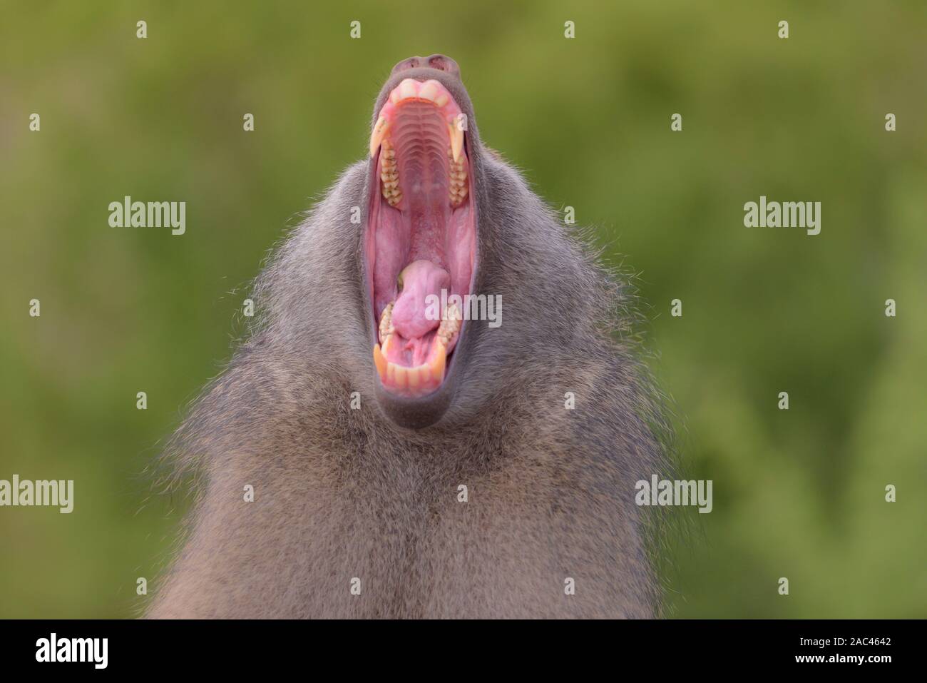 Lustiger pavian -Fotos und -Bildmaterial in hoher Auflösung – Alamy