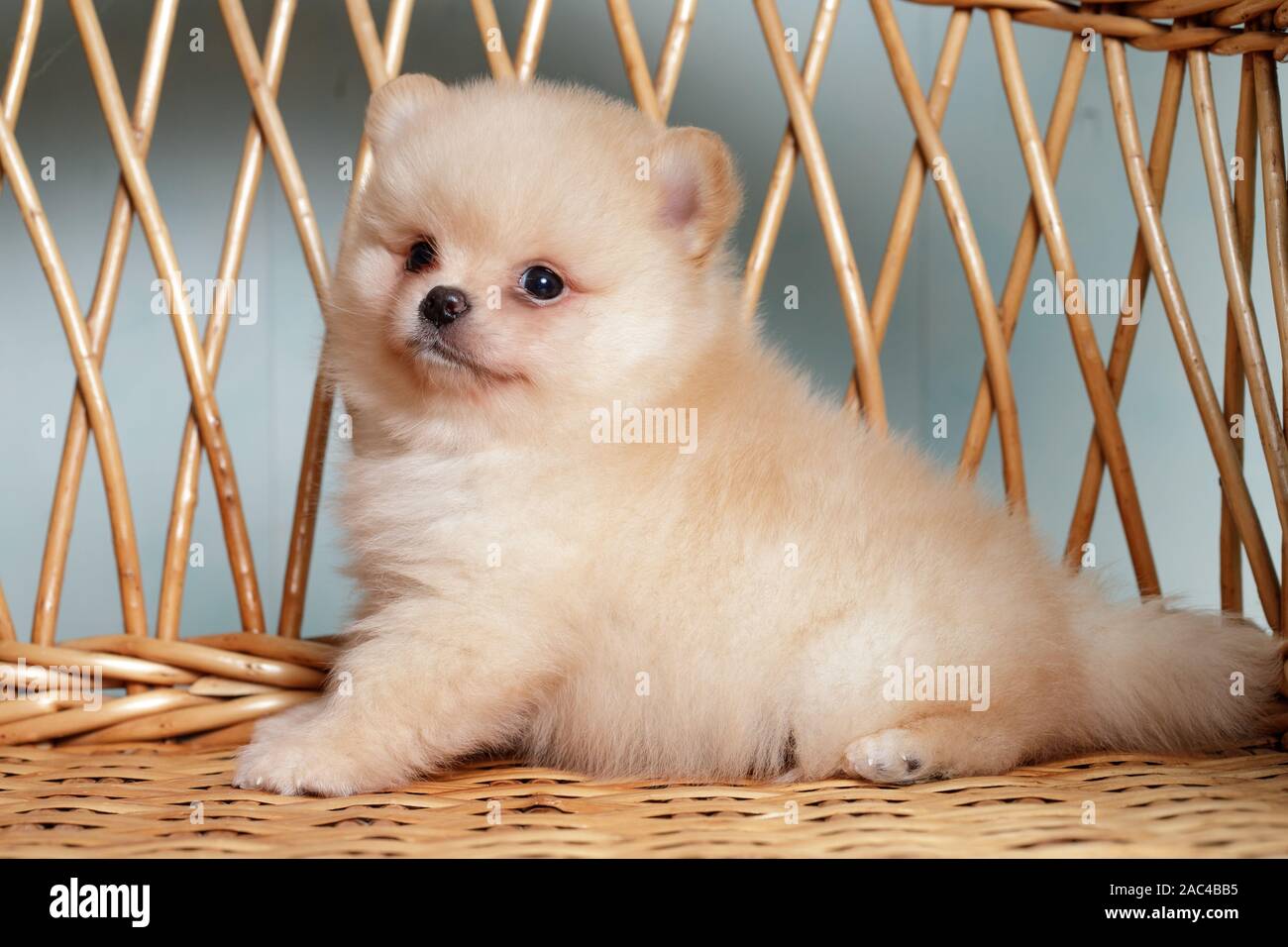 Intelligente welpen -Fotos und -Bildmaterial in hoher Auflösung – Alamy