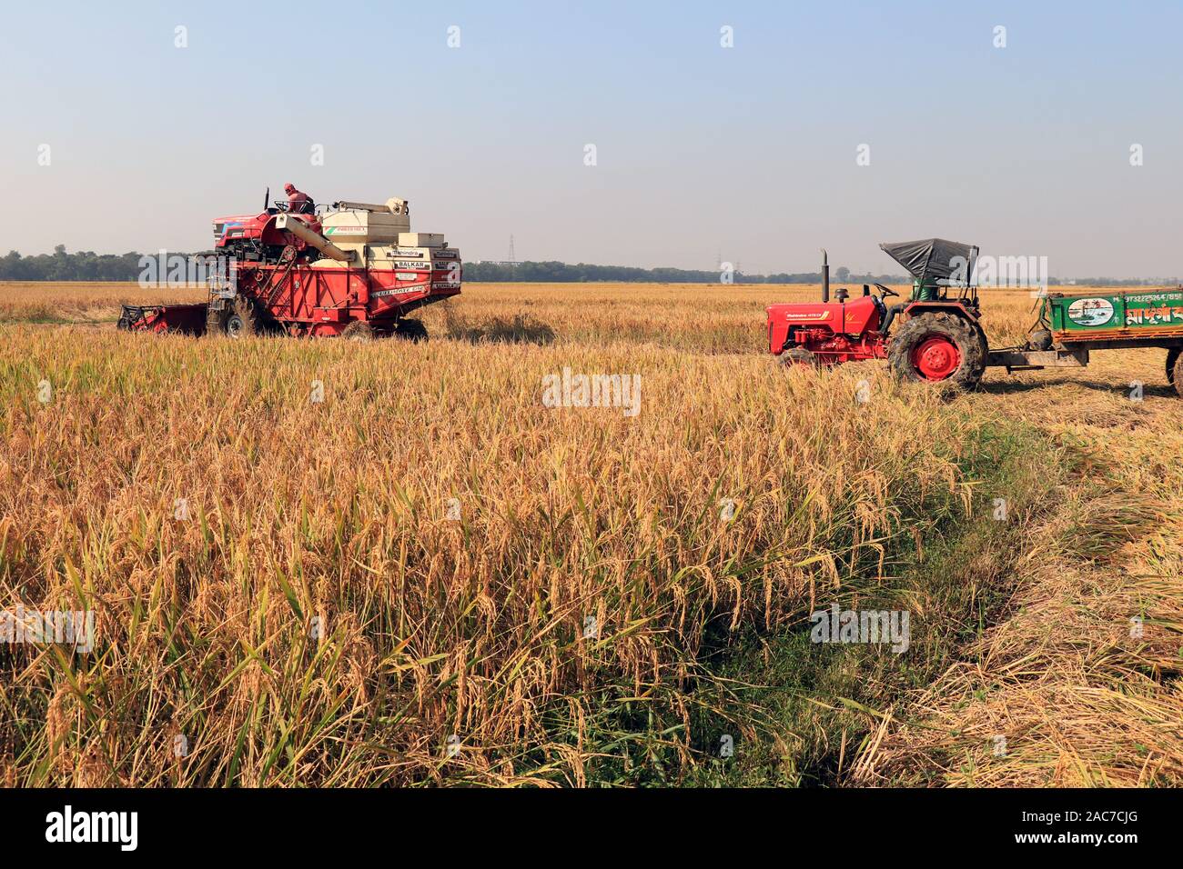 Reis Spreu Stockfotos und -bilder Kaufen - Alamy