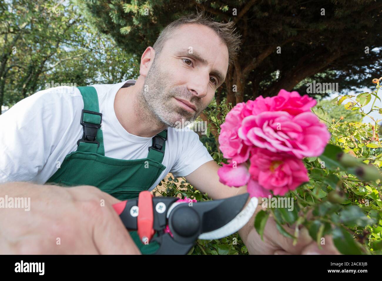 Blumen Schneiden In Der Nahe