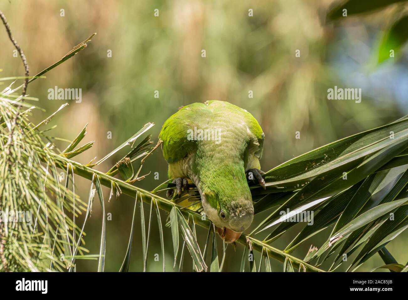 Monk parakeet, Myiopsitta monachus, Quaker Parrot, ist, eine Art des ...