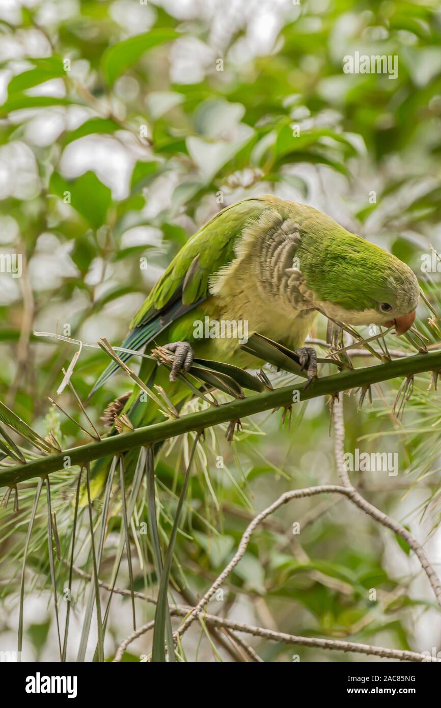 Monk parakeet, Myiopsitta monachus, Quaker Parrot, ist, eine Art des ...