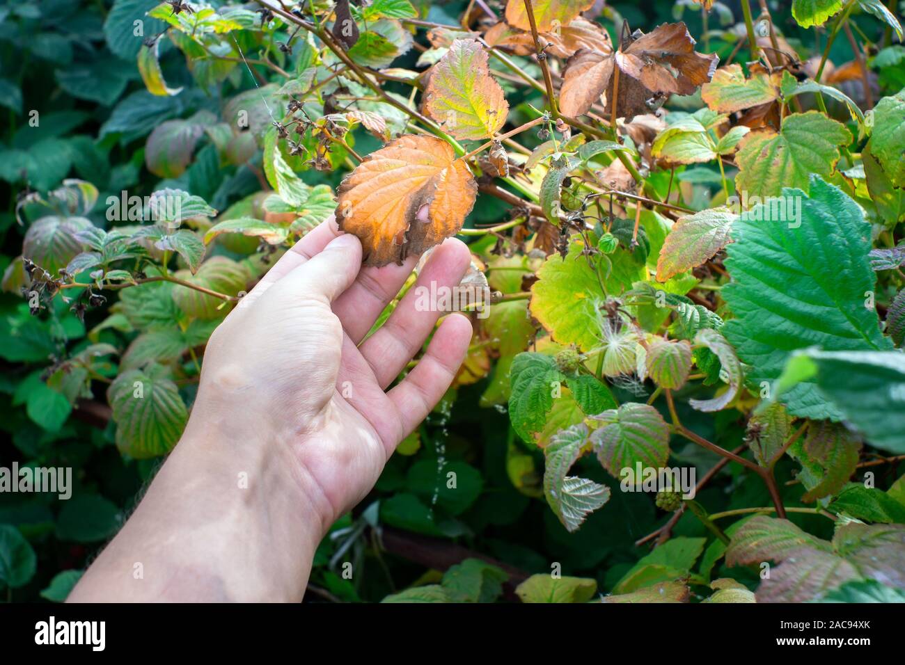 Raspberry bushy dwarf virus -Fotos und -Bildmaterial in hoher Auflösung ...