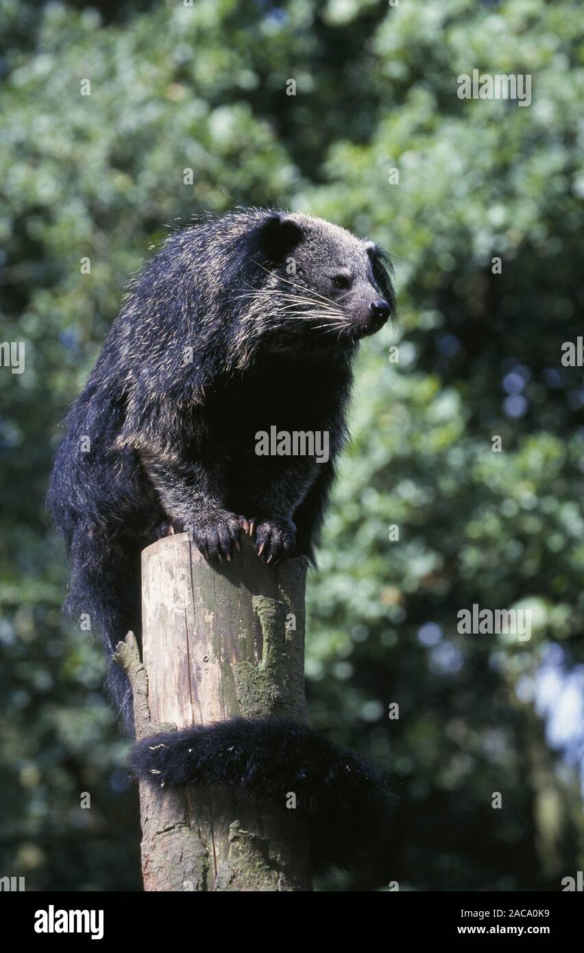 Palawan bear cat -Fotos und -Bildmaterial in hoher Auflösung – Alamy