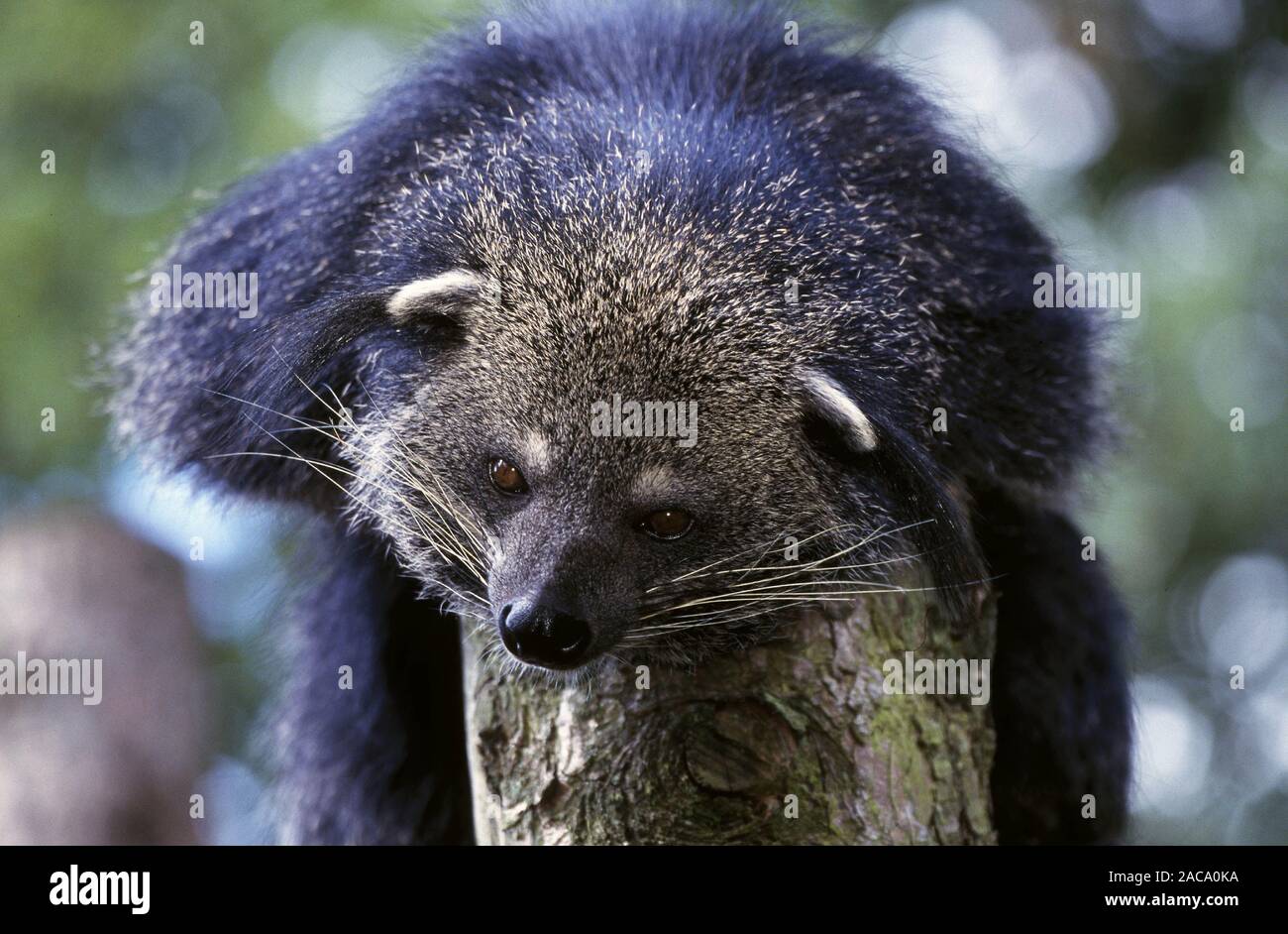 Palawan bear cat -Fotos und -Bildmaterial in hoher Auflösung – Alamy