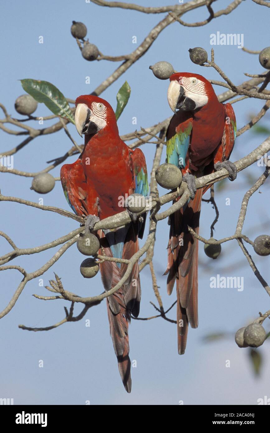 Red and green macaw -Fotos und -Bildmaterial in hoher Auflösung – Alamy