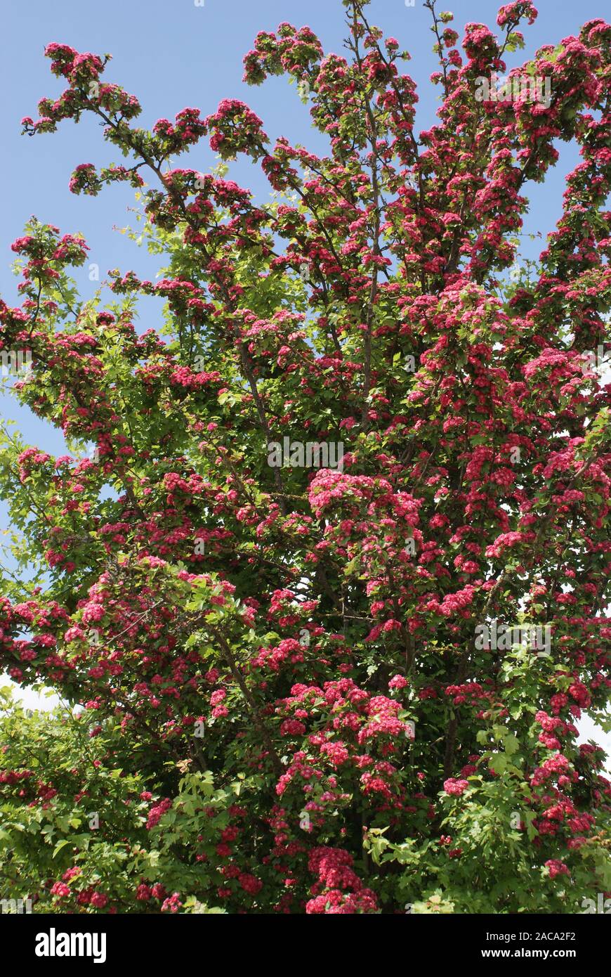 Crataegus Laevigata Pauls Scarlet Stockfotos und -bilder Kaufen - Alamy