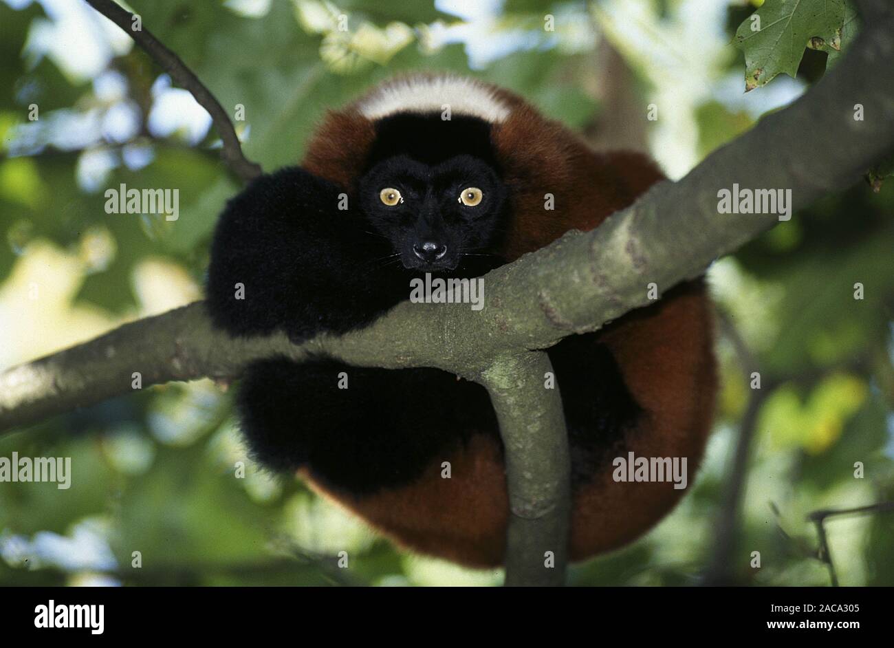 Roter vari -Fotos und -Bildmaterial in hoher Auflösung – Alamy