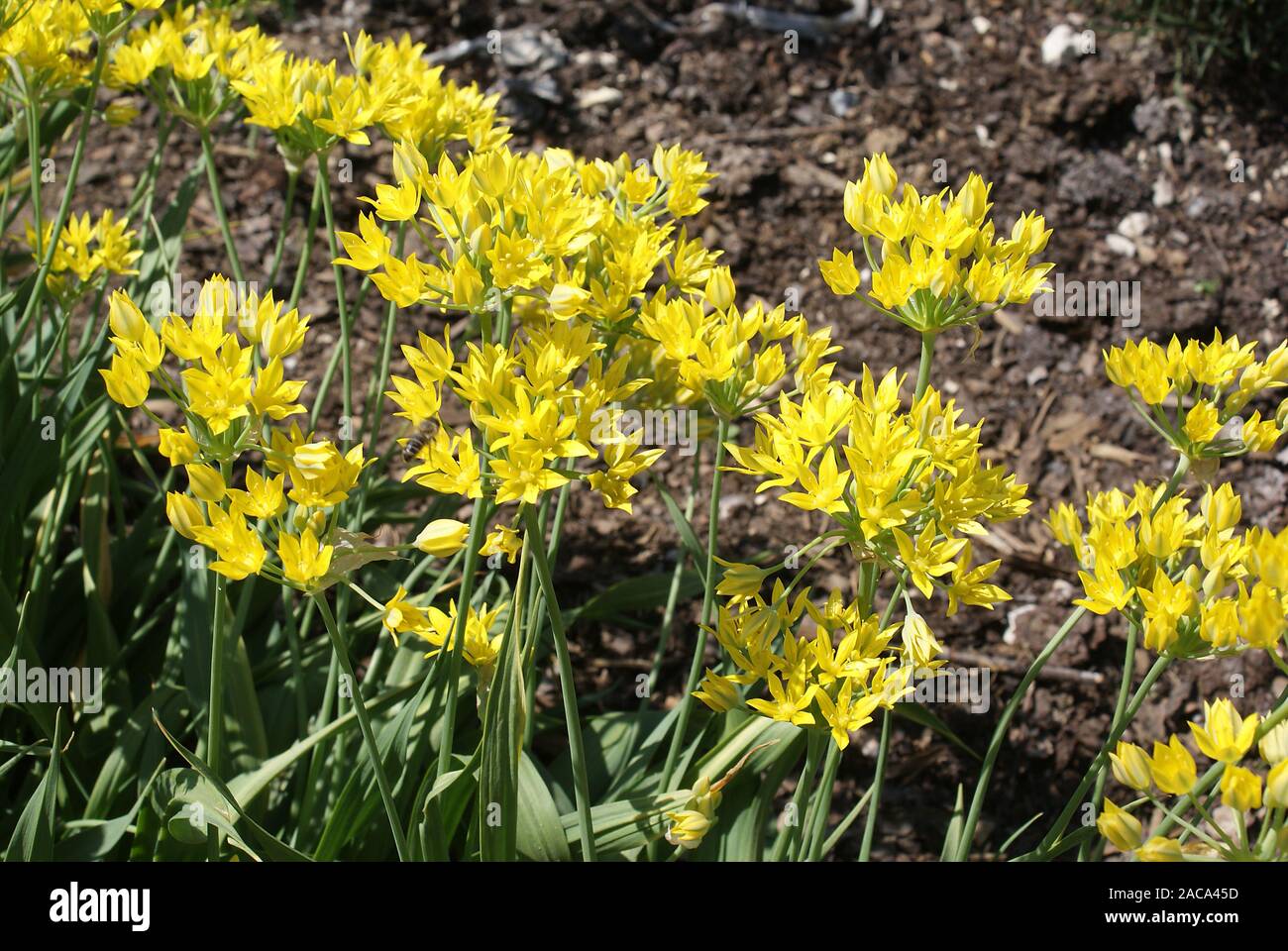 Gelber lauch -Fotos und -Bildmaterial in hoher Auflösung – Alamy