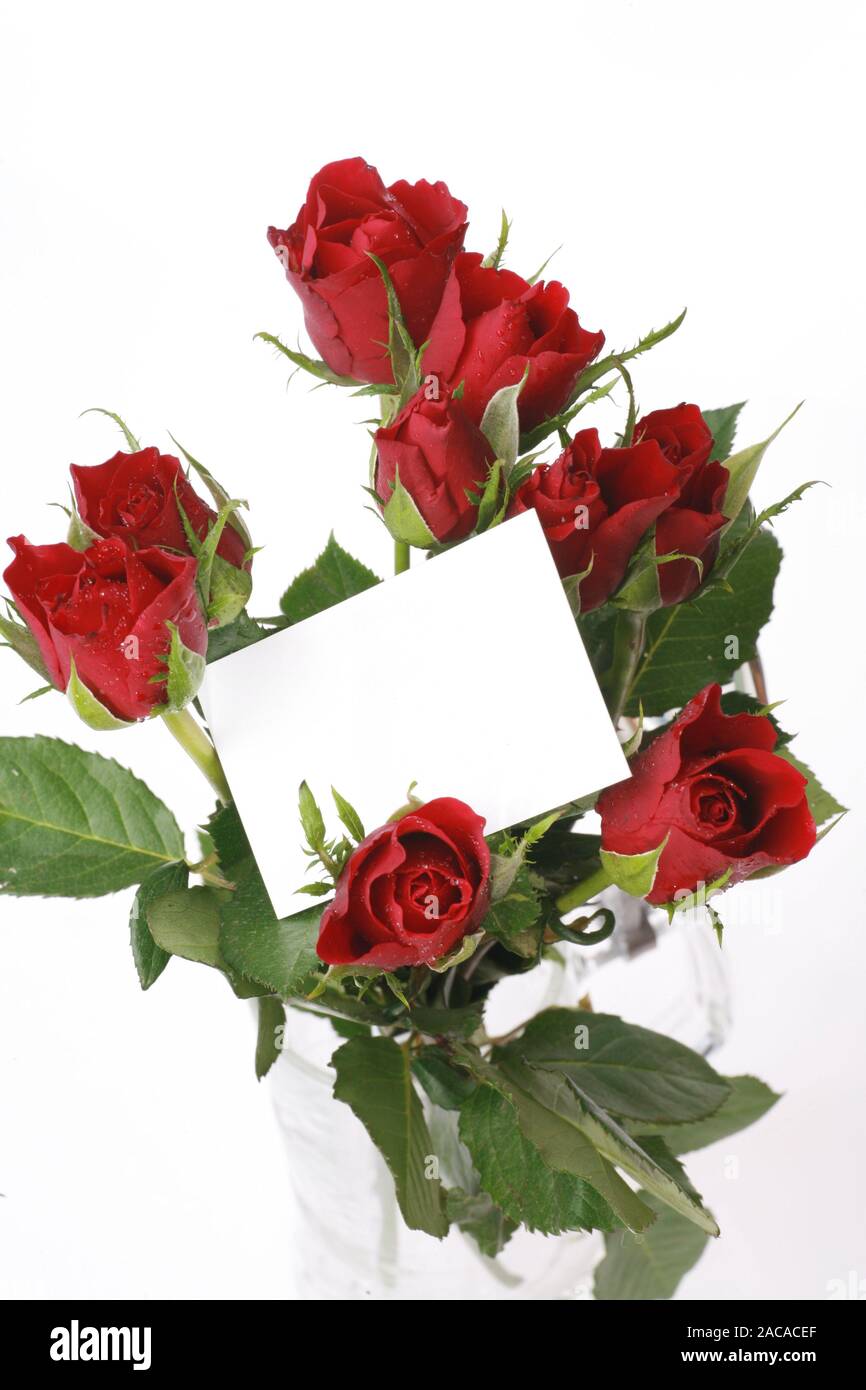 Beste rosen -Fotos und -Bildmaterial in hoher Auflösung – Alamy