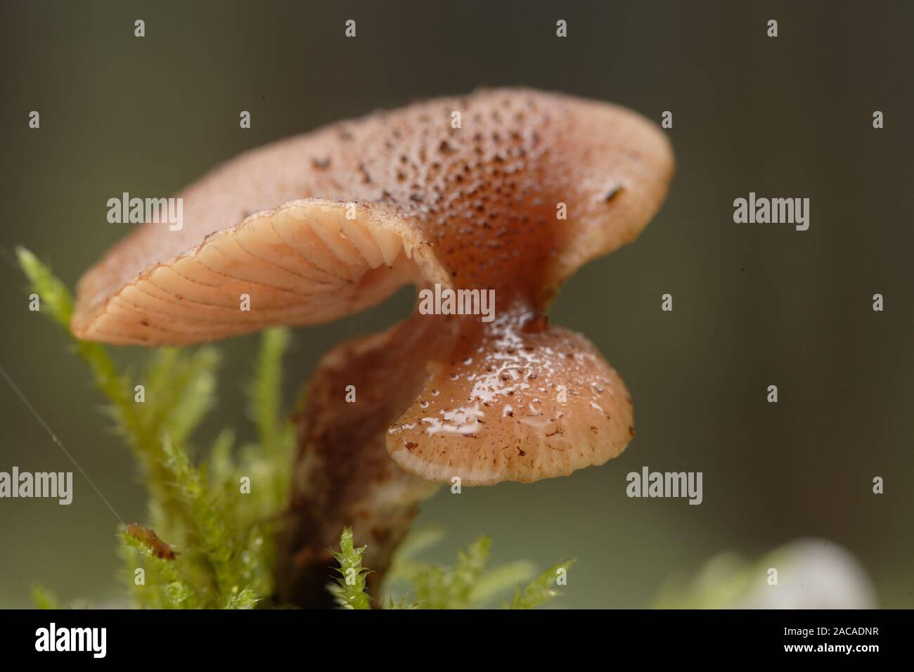 Hallimasch -Fotos und -Bildmaterial in hoher Auflösung – Alamy