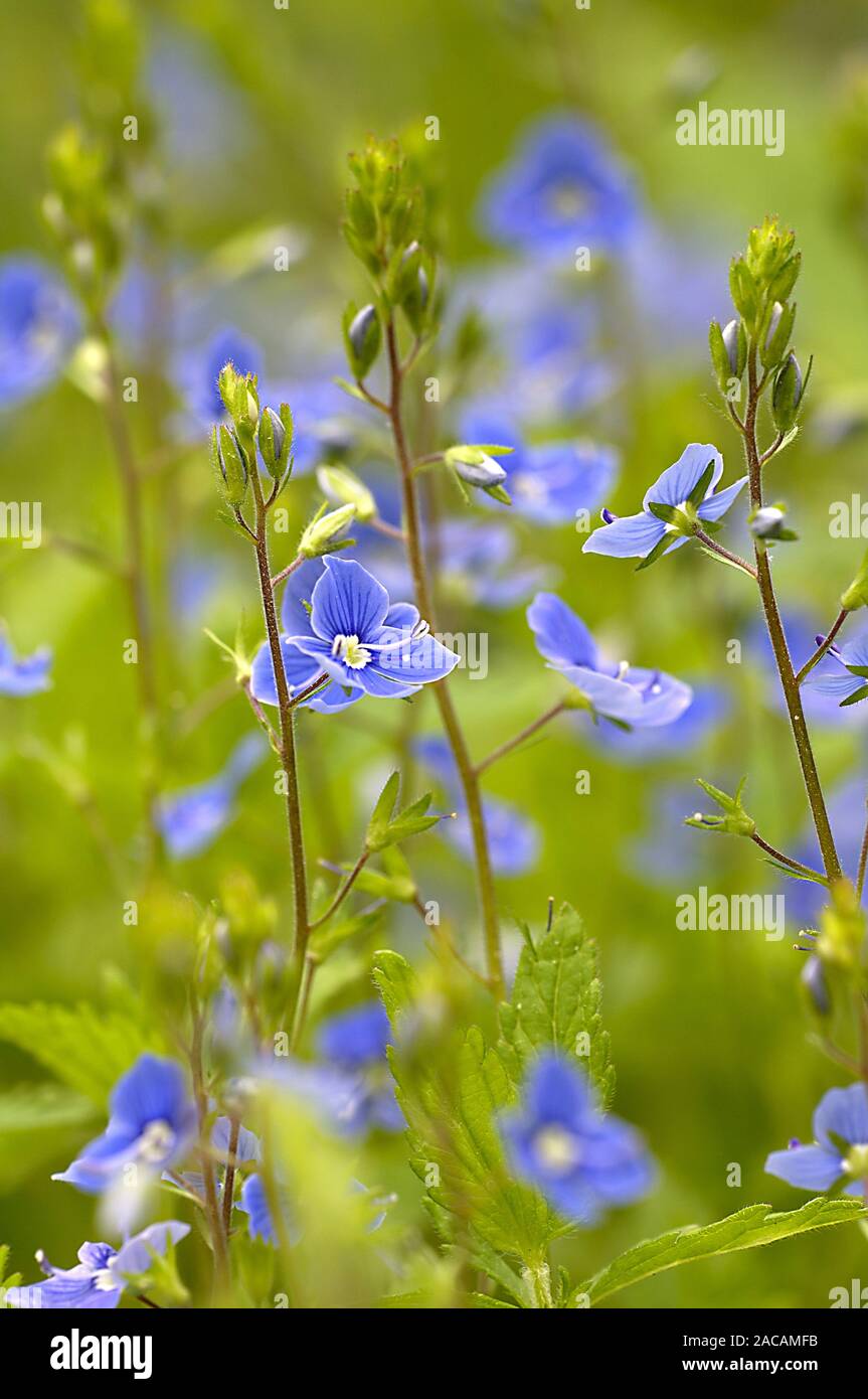 Gamander Ehrenpreis (Veronica chamaedrys) Fam. Rachen Flowerfly ...