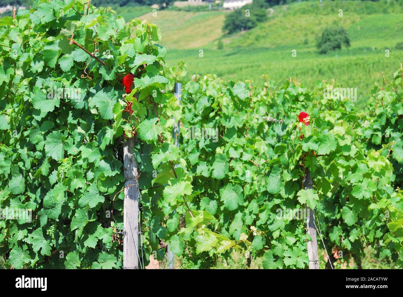 A unesco world heritage upper middle rhine valley -Fotos und ...