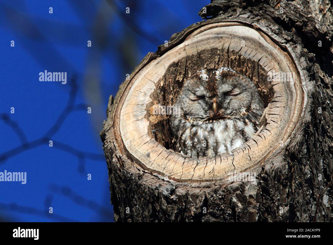 Astloch baum -Fotos und -Bildmaterial in hoher Auflösung - Seite 2 - Alamy