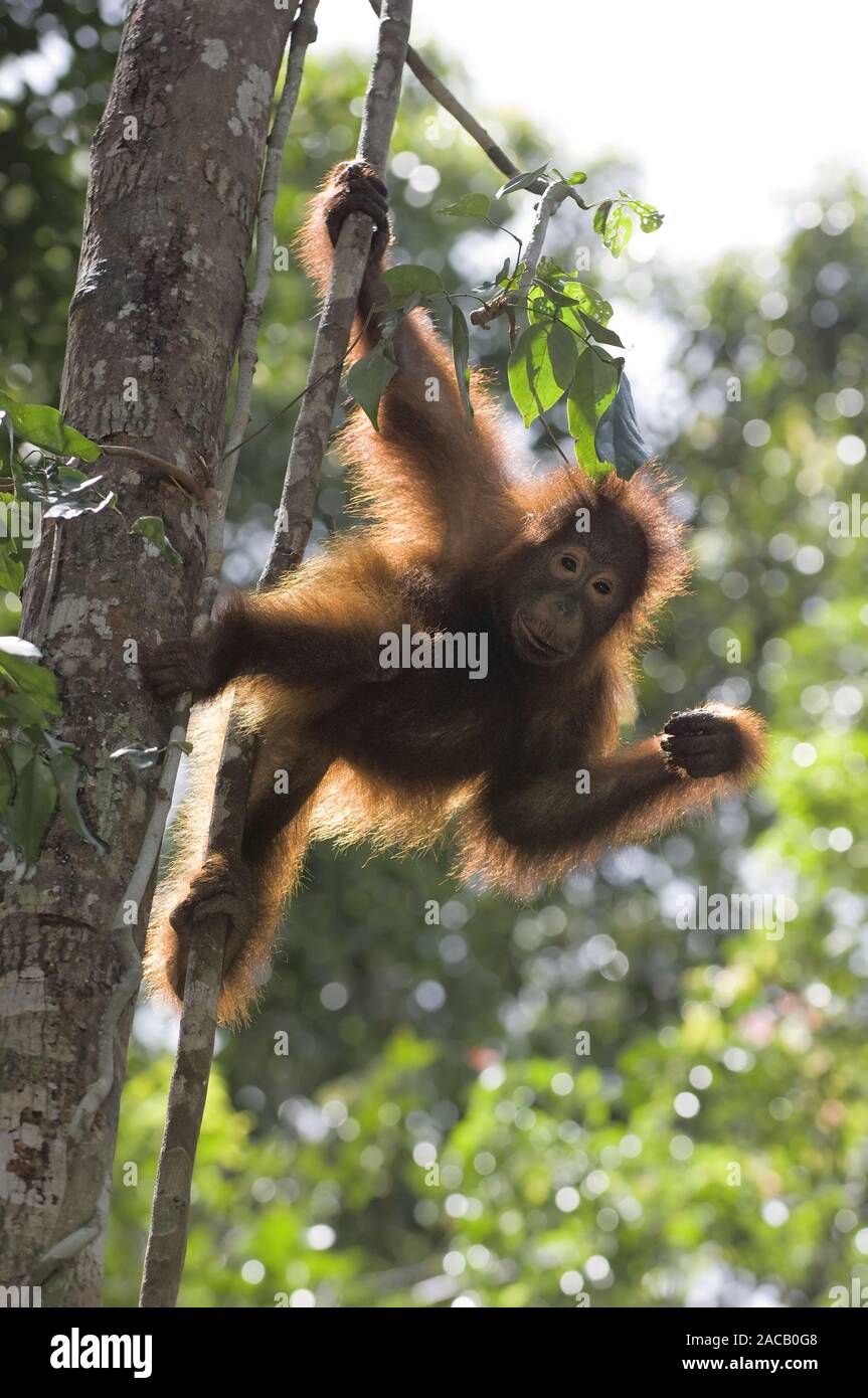 Orango del borneo -Fotos und -Bildmaterial in hoher Auflösung – Alamy