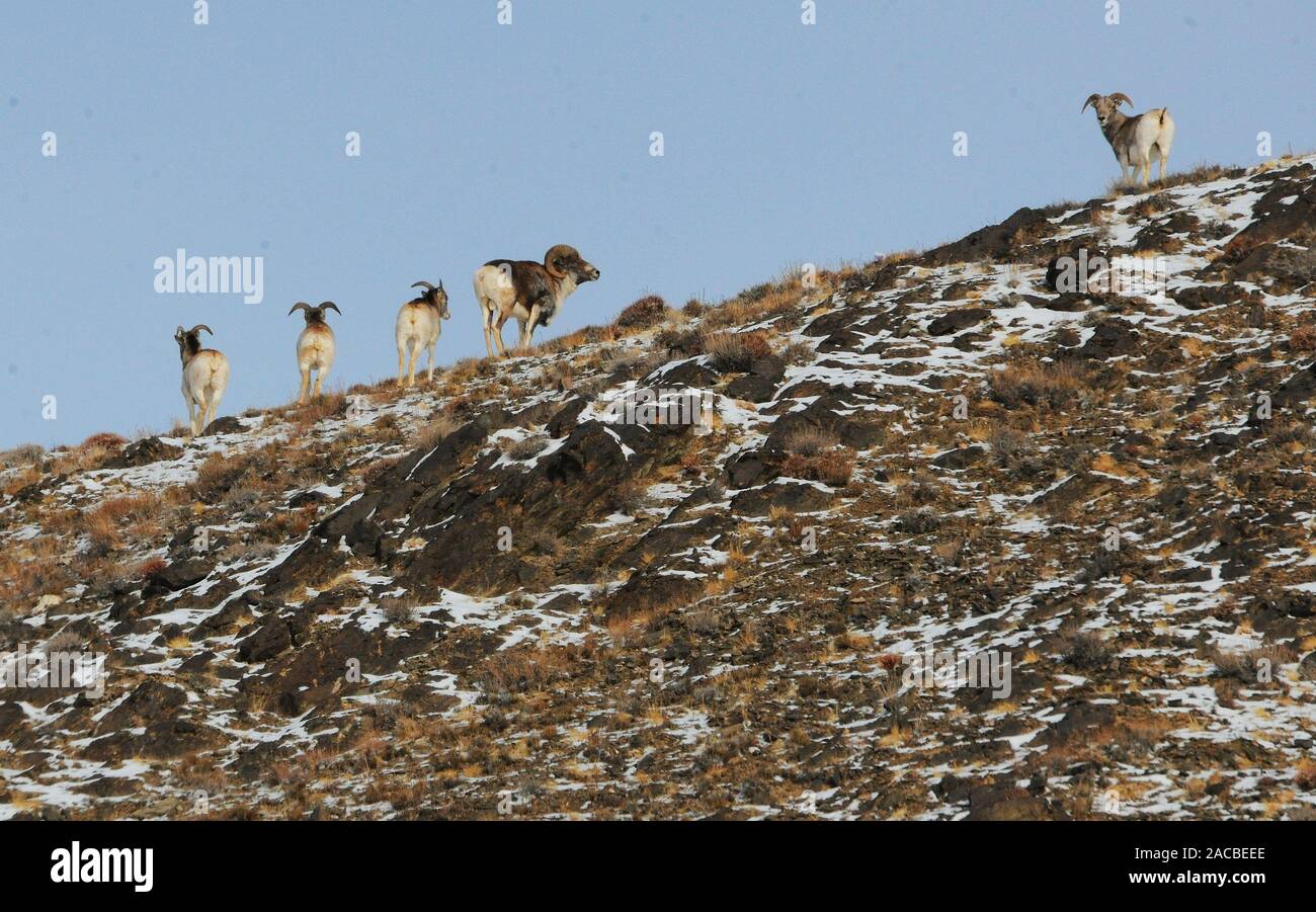 Argali sheep -Fotos und -Bildmaterial in hoher Auflösung – Alamy