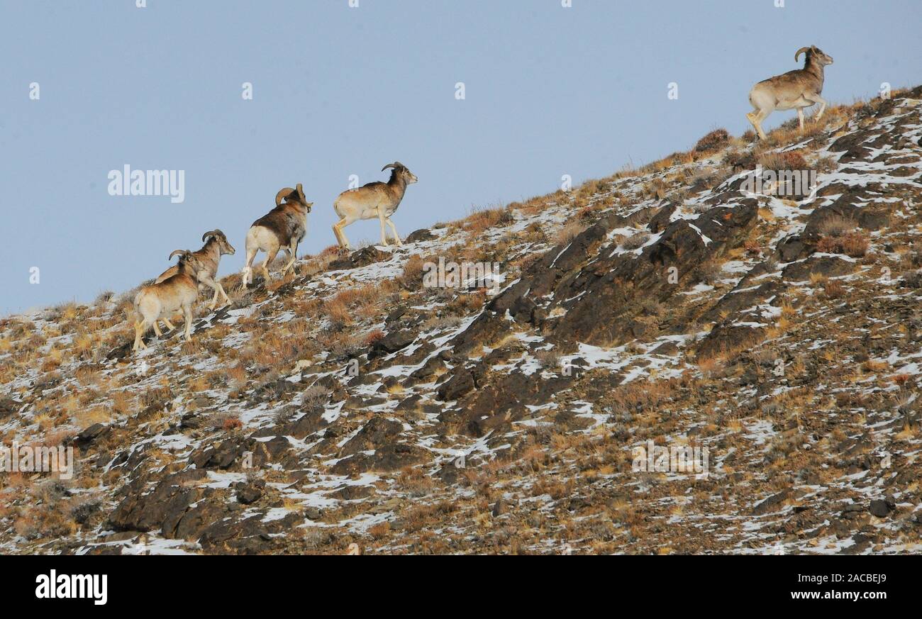 Argali sheep -Fotos und -Bildmaterial in hoher Auflösung – Alamy