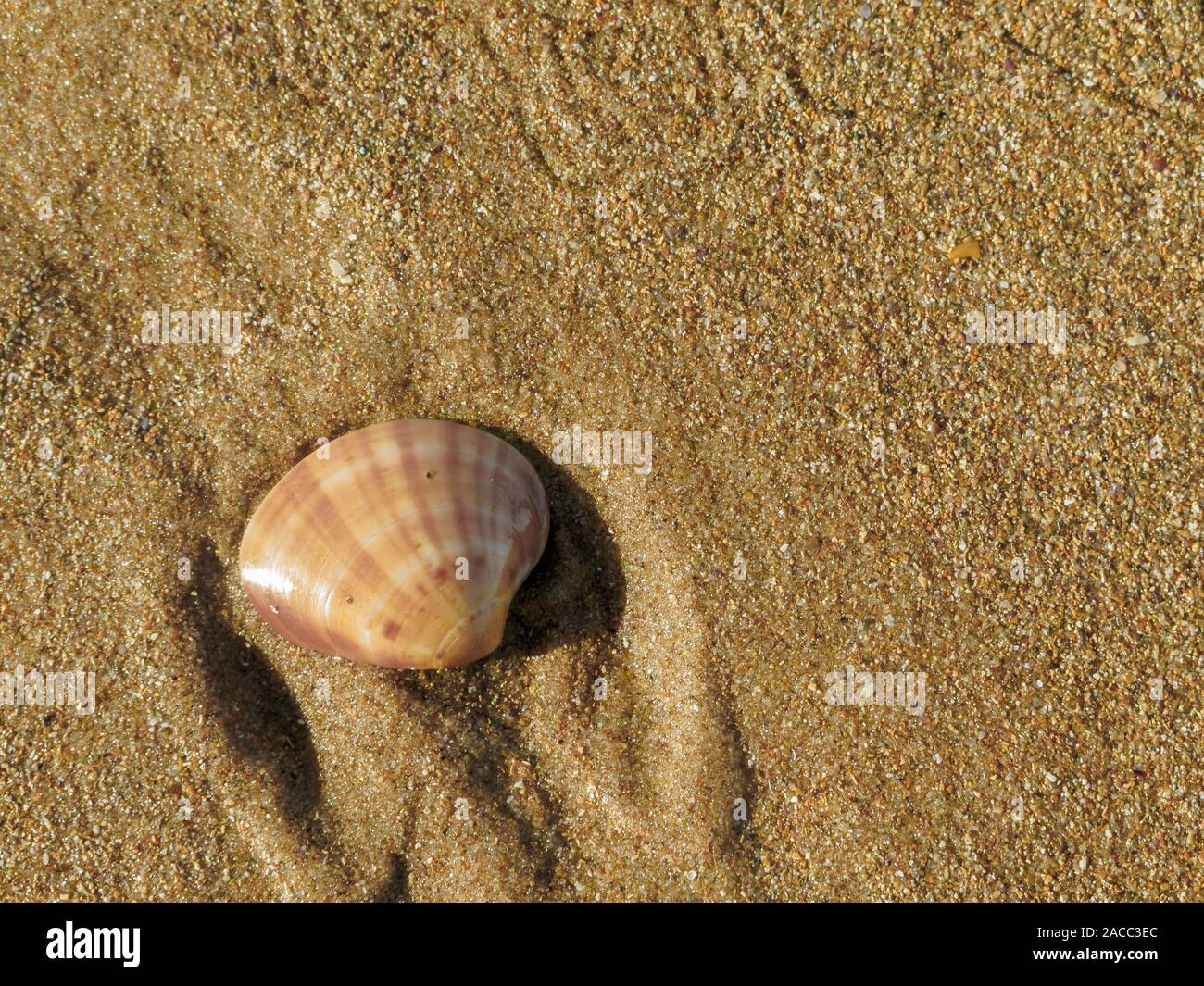 Goldener sand mit muschel -Fotos und -Bildmaterial in hoher Auflösung ...