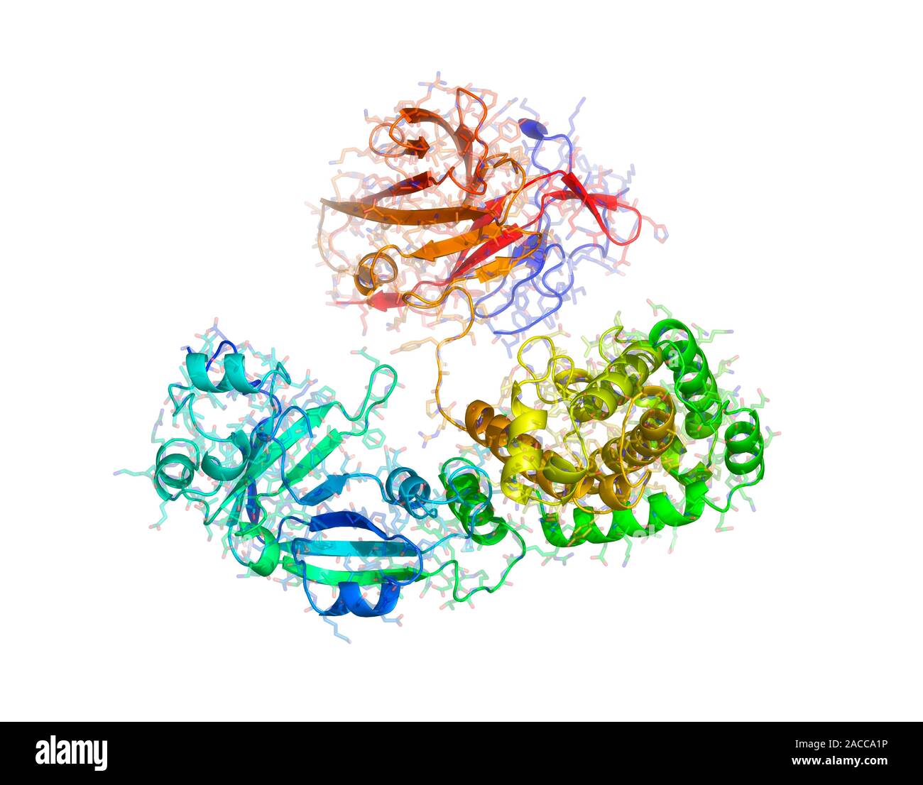 Diphtherie- toxin, molekulare Modell. Dieses Modell zeigt das Toxin ...