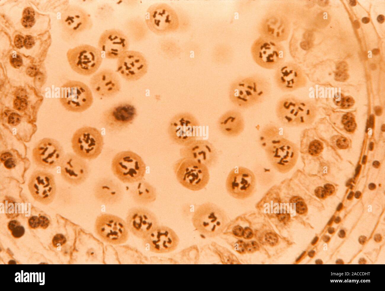 Anlage Meiose. Leichte Aufnahme von einem Querschnitt durch die anthere ...