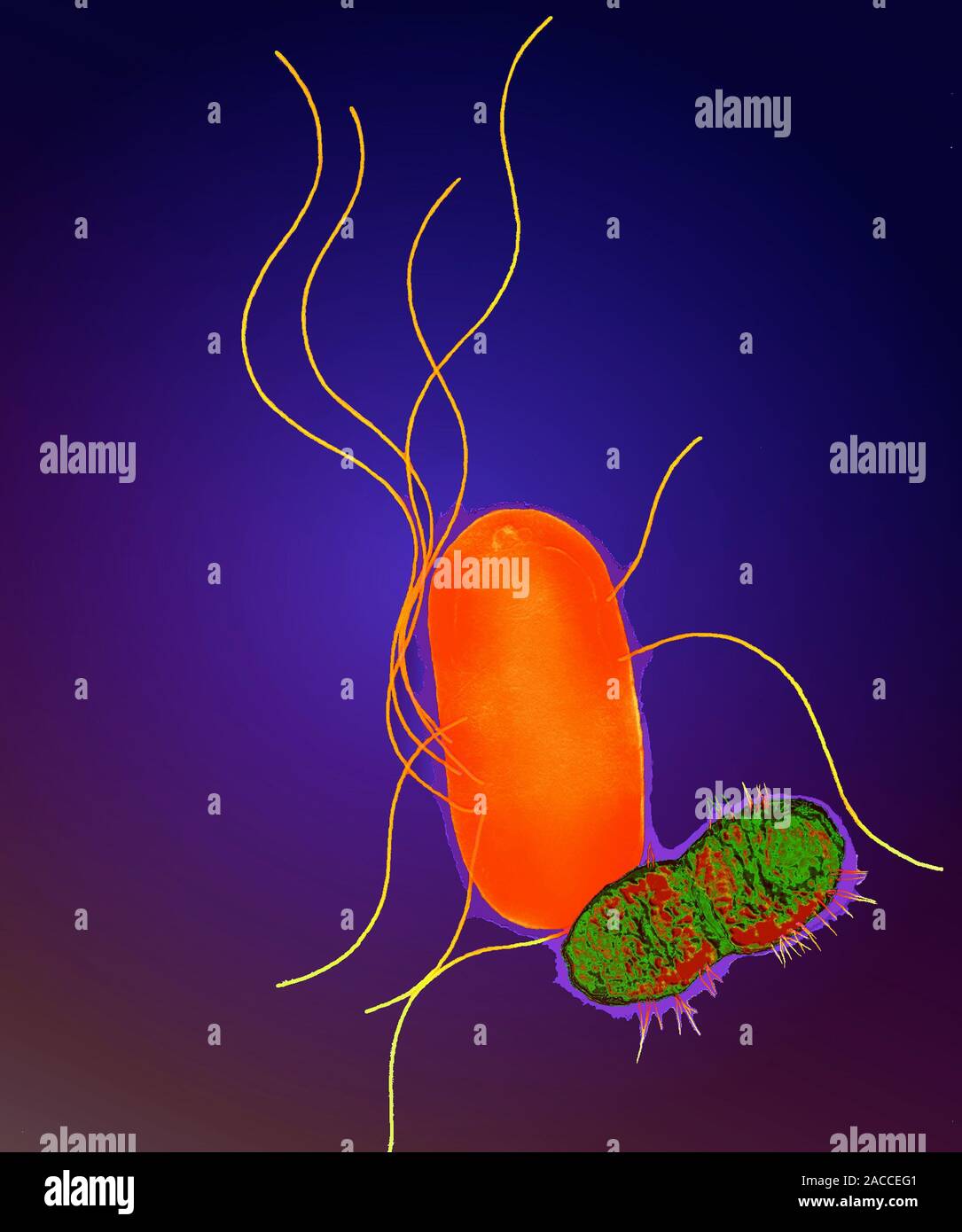 Proteus Bakterien. Farbige Transmission Electron Micrograph (TEM) in ...