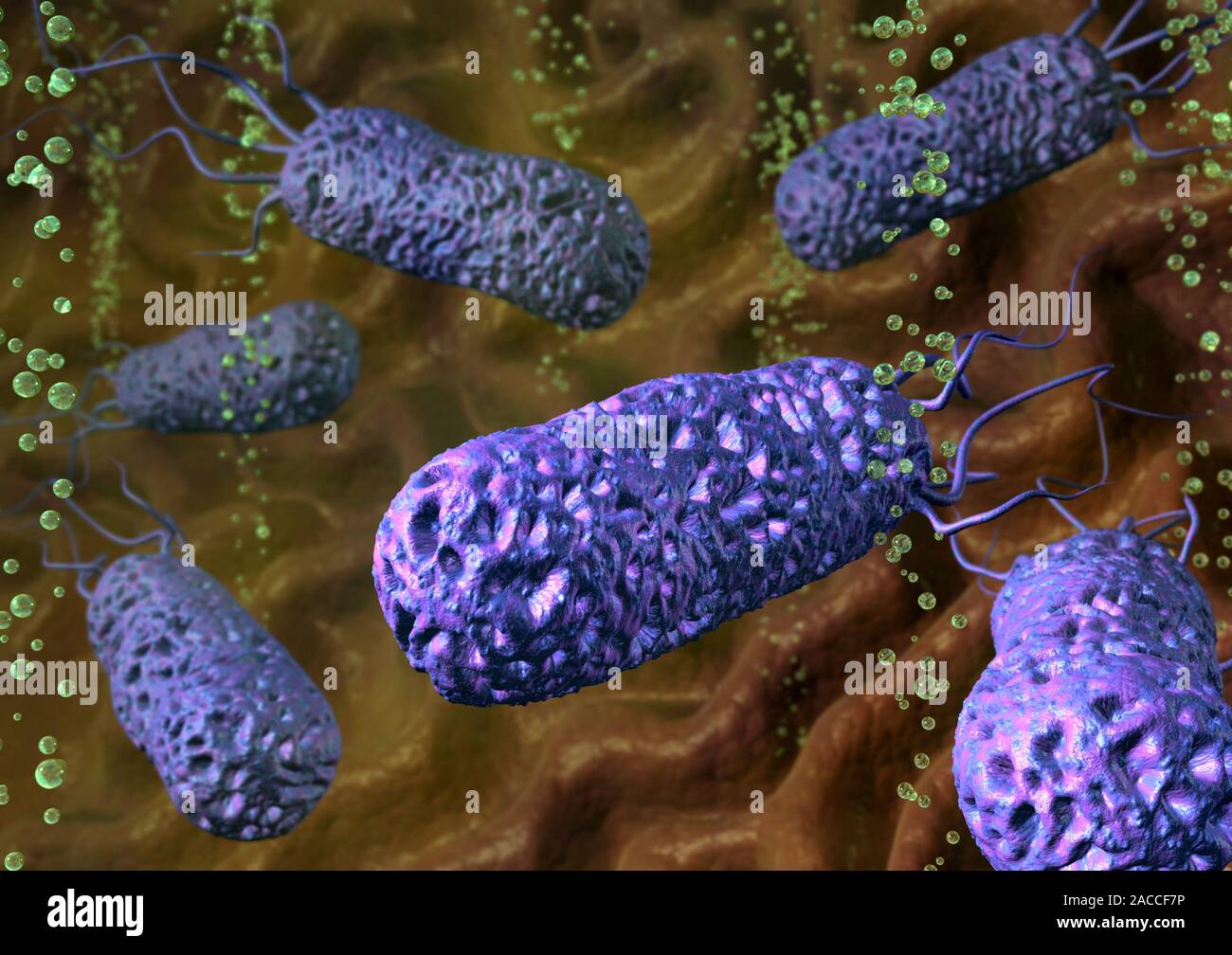 Helicobacter Pylori Bakterium. Computer Artwork von Helicobacter pylori Bakterien im ...