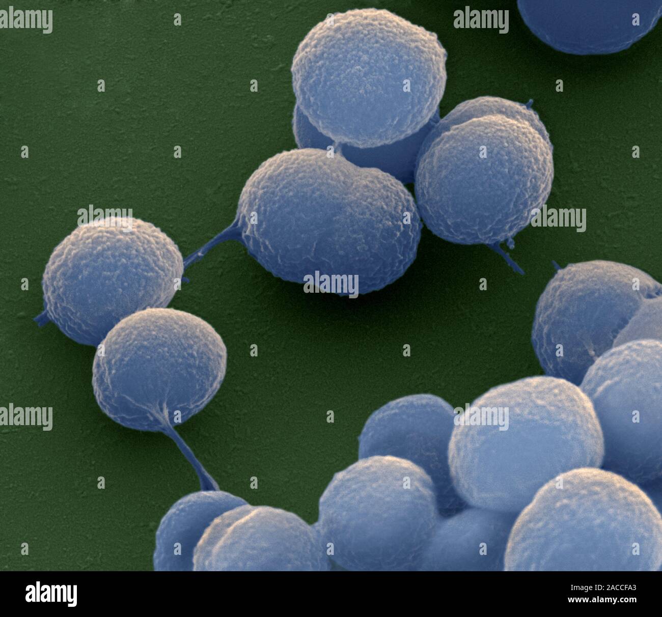 Bazillus coagulans, Farbig Scanning Electron Micrograph (SEM). Bazillus ...