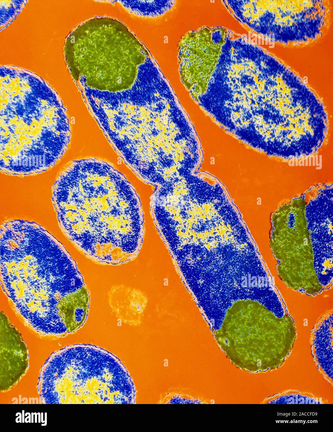 False - Farbe Transmission Electron Micrograph des Bakteriums ...