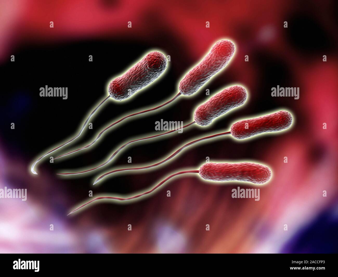 Legionella sp. Bakterium, computer Artwork. Das Gram-negative Bakterium ...