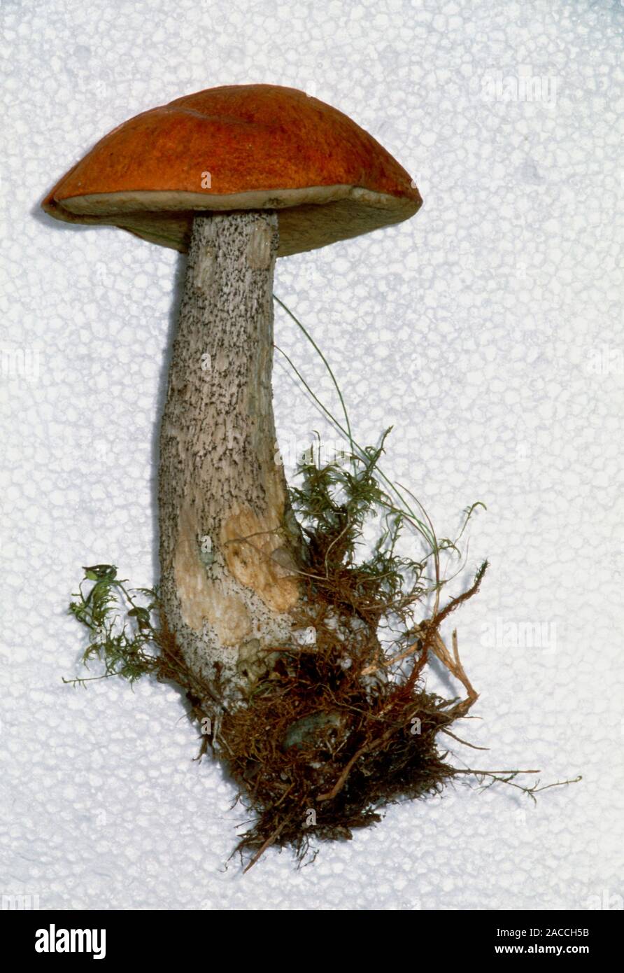 Steinpilz Pilz. Die Pilze Steinpilze versipellis, ansonsten wie die ...