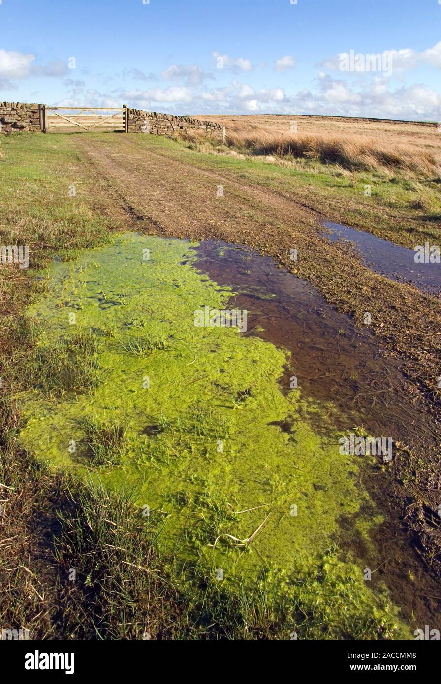 Grüne Algen. Fädige Grünalgen in einem Pool von Regenwasser auf einen ...