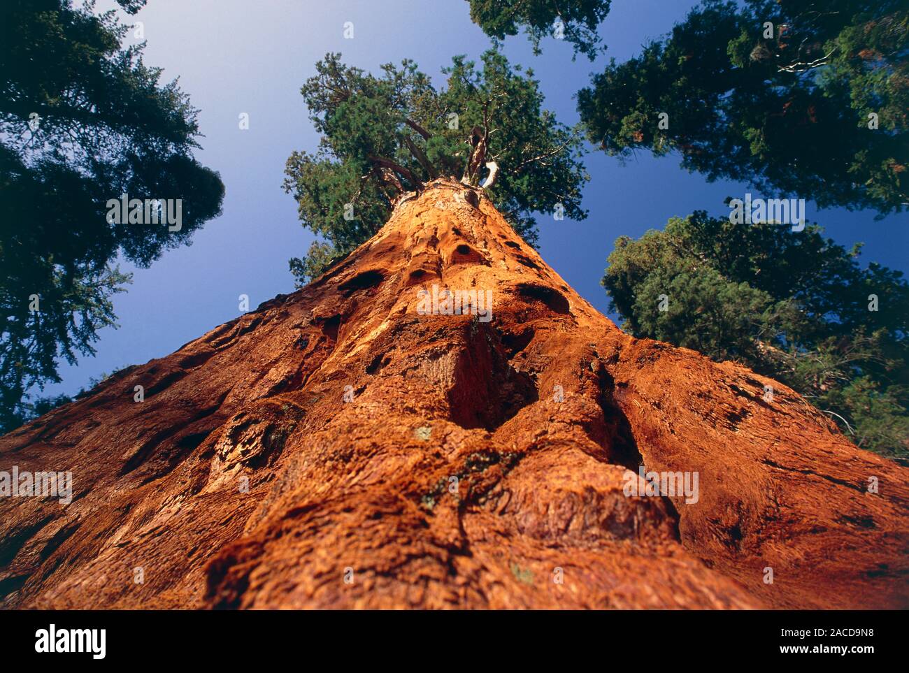 Giant Sequoia. Weitwinkelaufnahme entlang der Stamm der "General ...