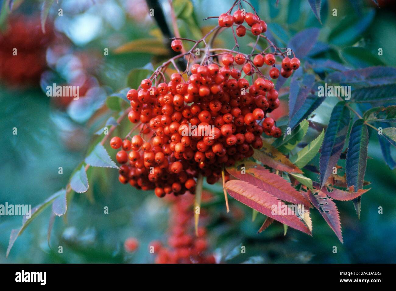 Europäischen Eberesche (Sorbus aucuparia) mit Beeren. Dieser Baum ist ...