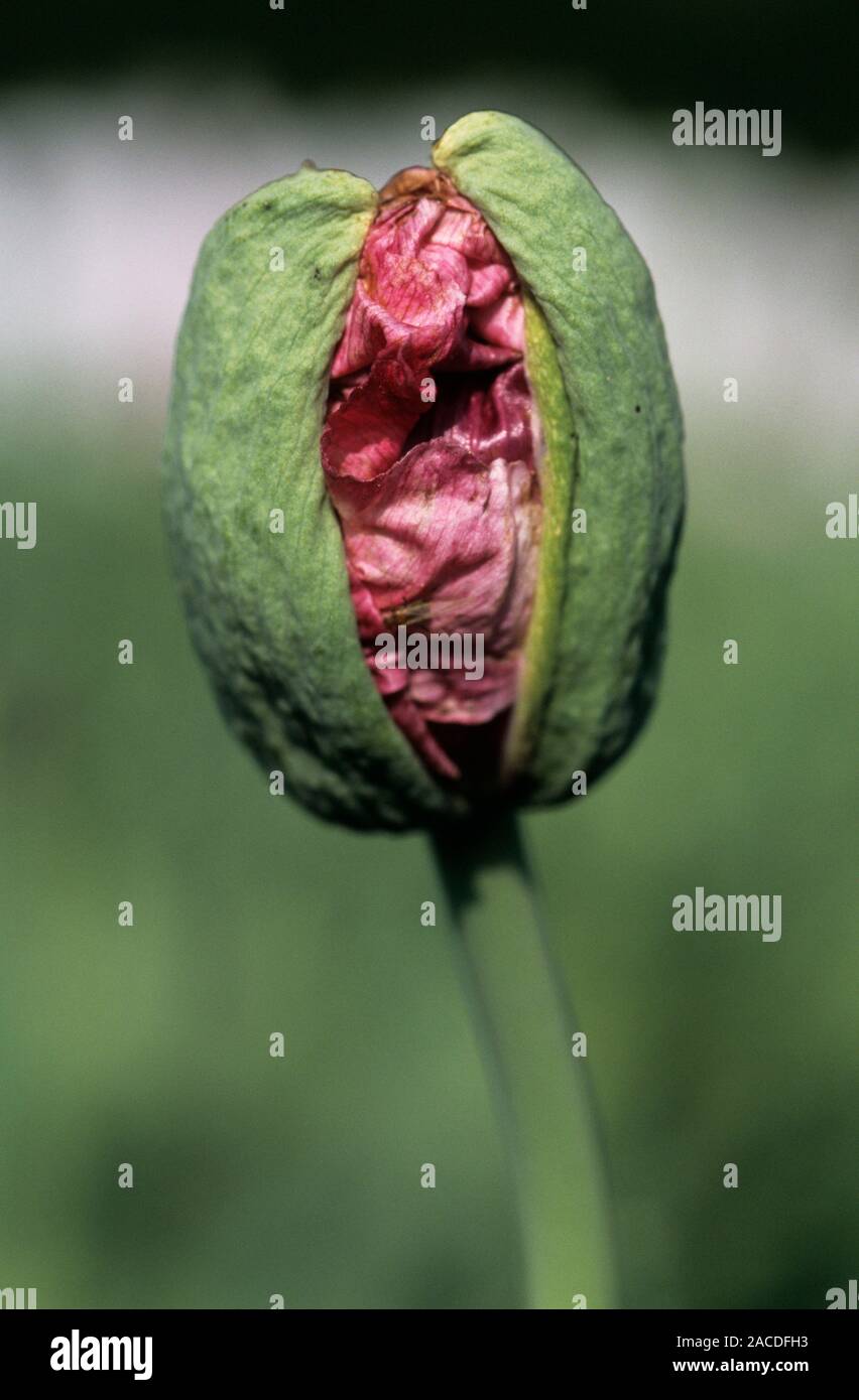 Schlafmohn (Papaver somniferum) Bud. Dieser Mohn ist die Quelle von ...