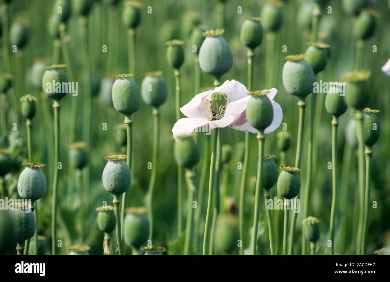 Schlafmohn (Papaver somniferum) Blüte und Saatgut Köpfe in einem Feld ...
