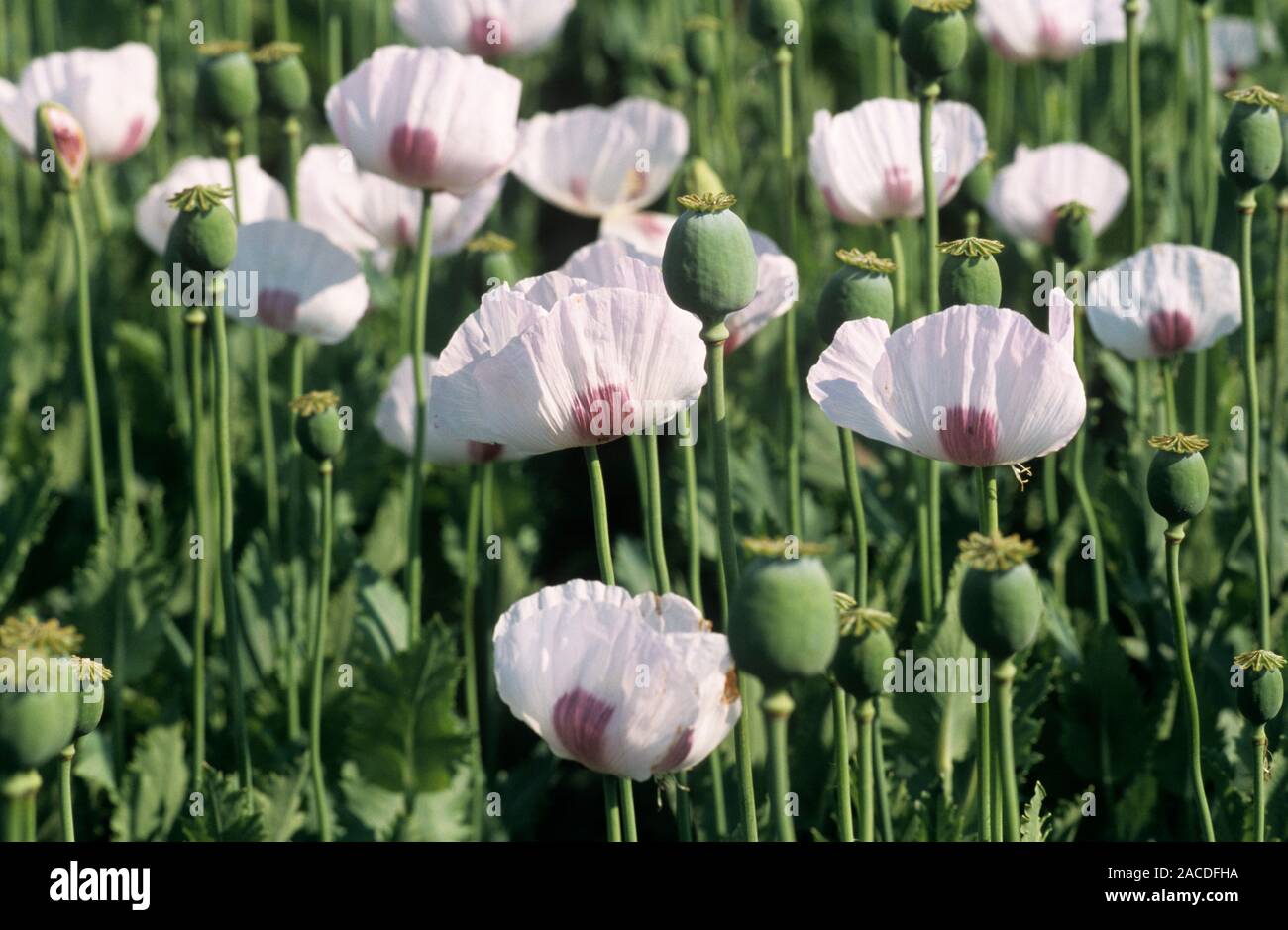 Schlafmohn (Papaver somniferum) Blumen und Samen in ein Feld. Dieser ...