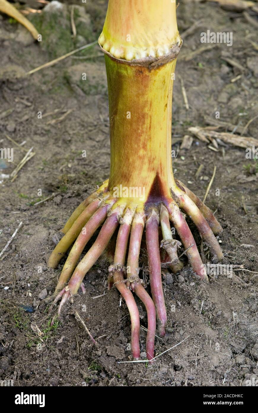 Adventivwurzeln Mais (Zea mays). Diese Wurzeln sind auch bekannt als ...