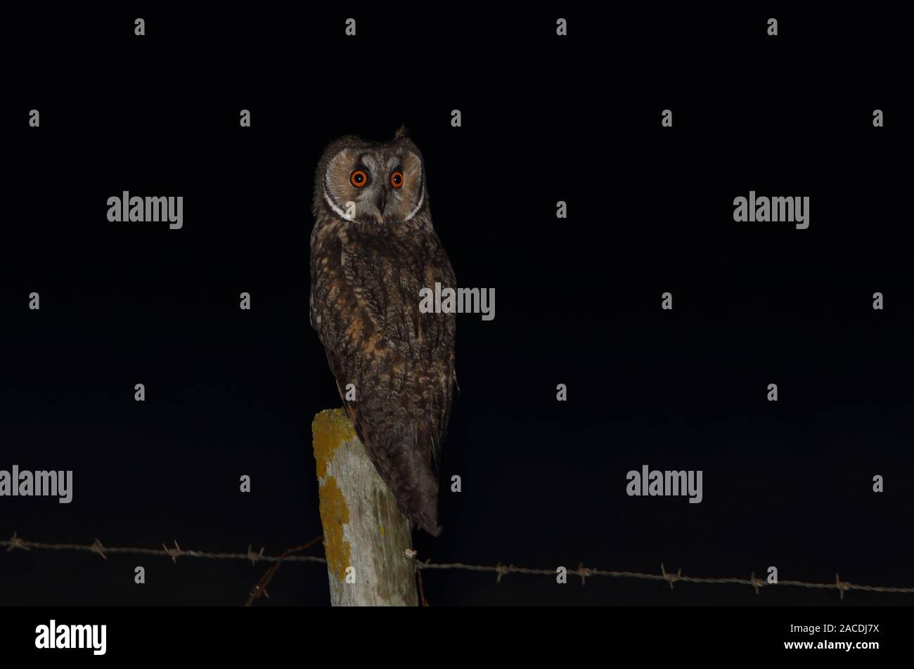 Eule wald nacht -Fotos und -Bildmaterial in hoher Auflösung – Alamy