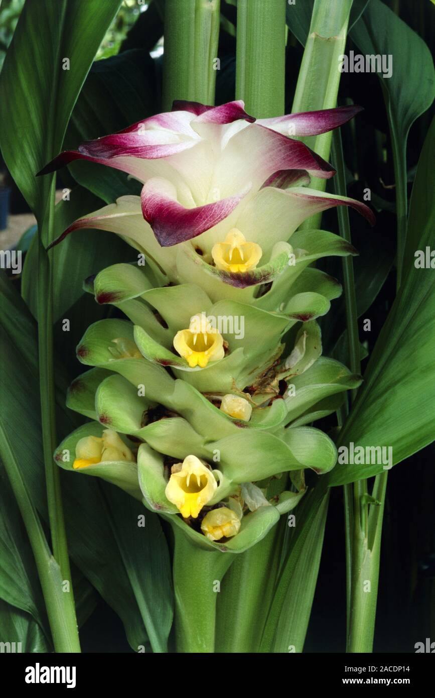 Kurkuma (Curcuma longa). Das Rhizom (root) in diesem Werk wird eine ...