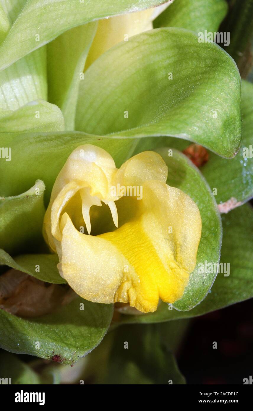 Kurkuma (Curcuma longa). Das Rhizom (root) in diesem Werk wird eine ...
