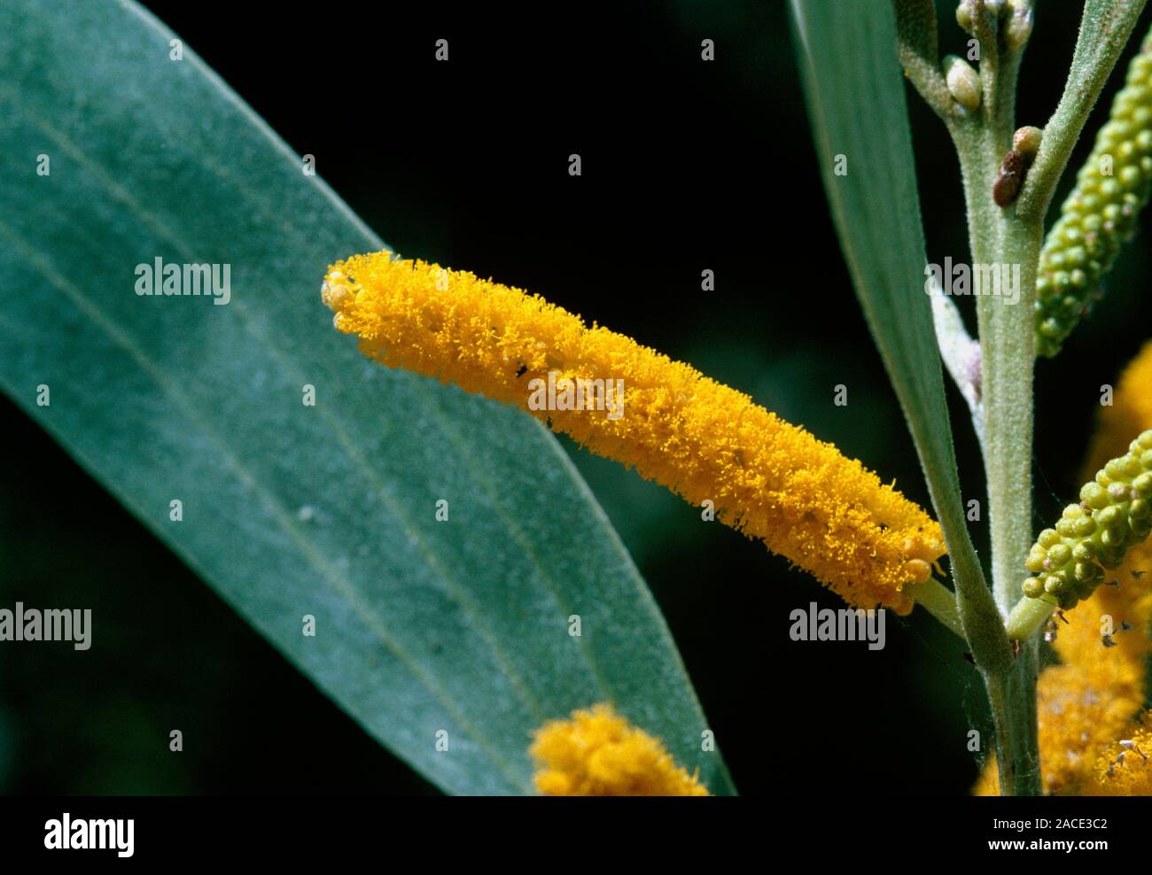 Acacia auriculiformis. Black wattle Blumen und Laub. Das ist eine der ...