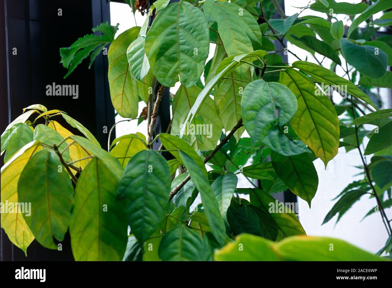 Cola acuminata. '' Kolanuss Cola Abata syn Sterculia acuminata ein ...