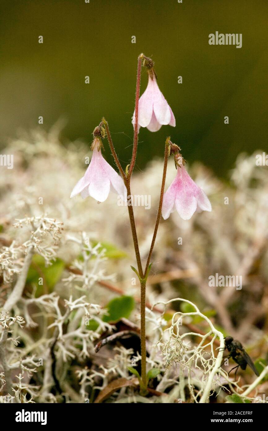 Twinflower (linnaea Borealis). Diese woodland Flower ist in den kühlen ...
