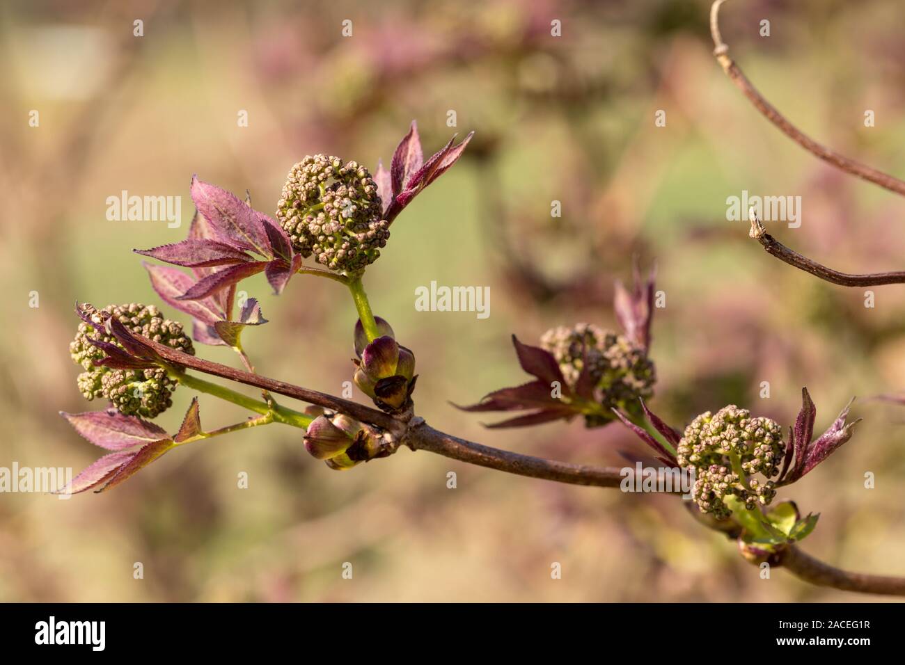 Holunder knospen -Fotos und -Bildmaterial in hoher Auflösung – Alamy