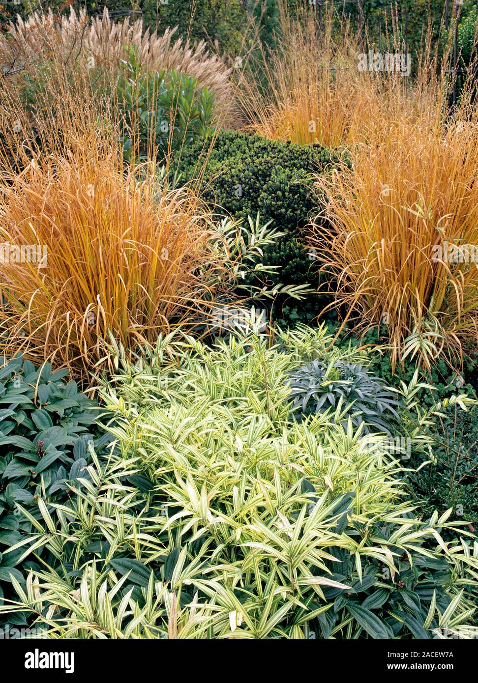 Laub an RHS Garden Rosemoor. Mit "Pleioblastus Tsuboi', Hebe vernicosa ...